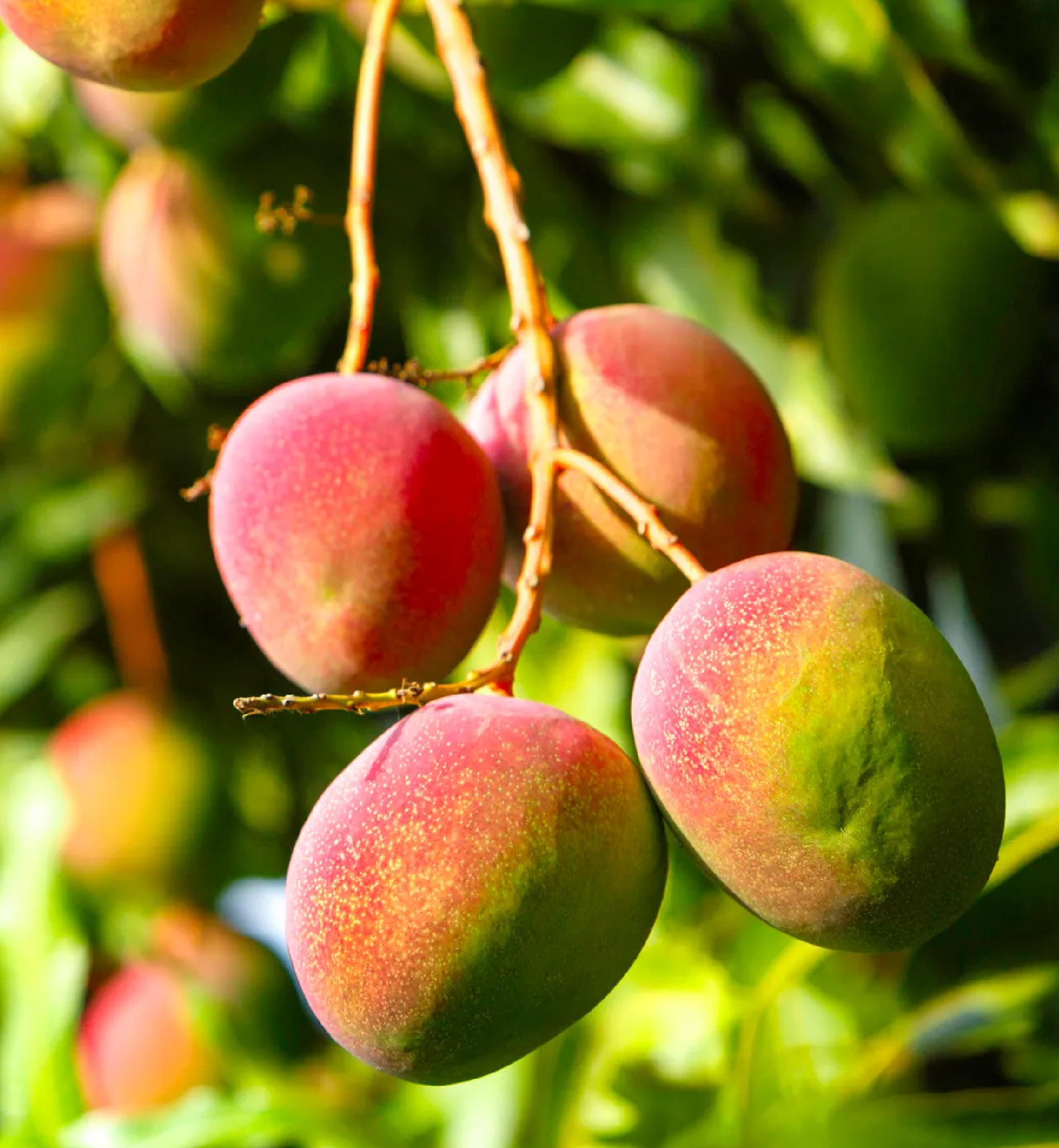 Mango Variedad Kent - Mipal